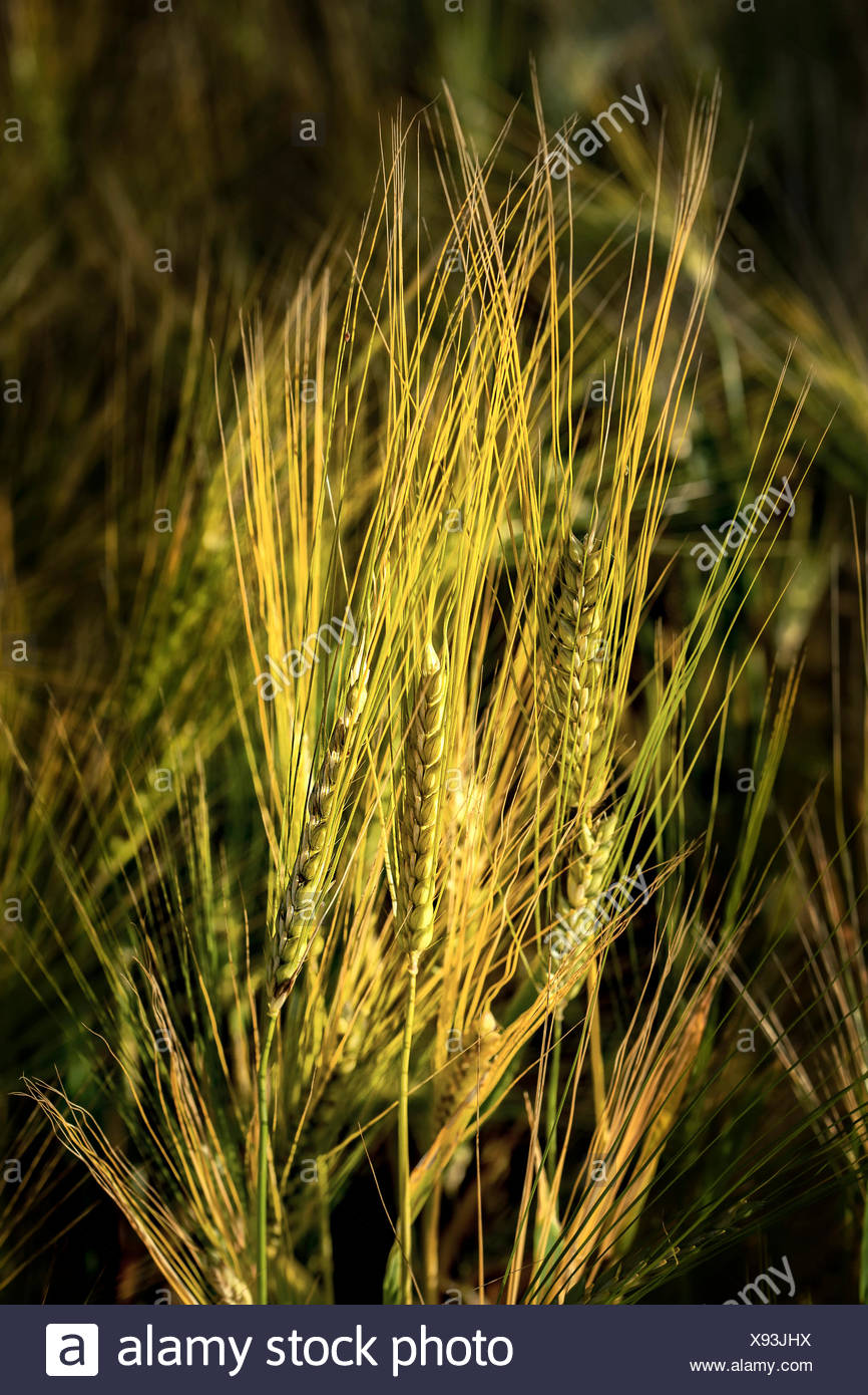 Triticum Sp High Resolution Stock Photography and Images - Alamy