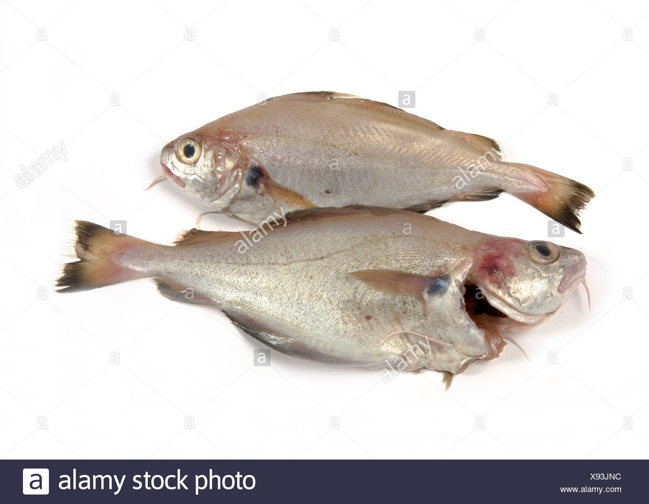 Whiting Fish High Resolution Stock Photography and Images - Alamy