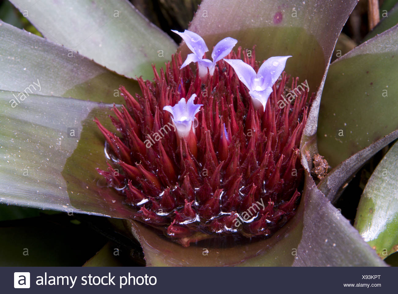 Nidularium High Resolution Stock Photography and Images - Alamy