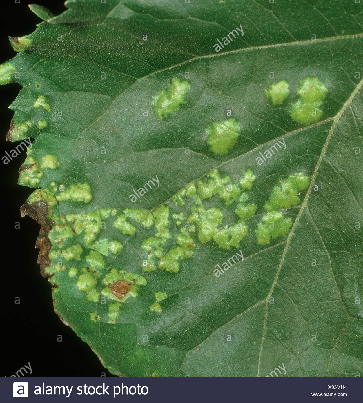 Albugo High Resolution Stock Photography and Images - Alamy