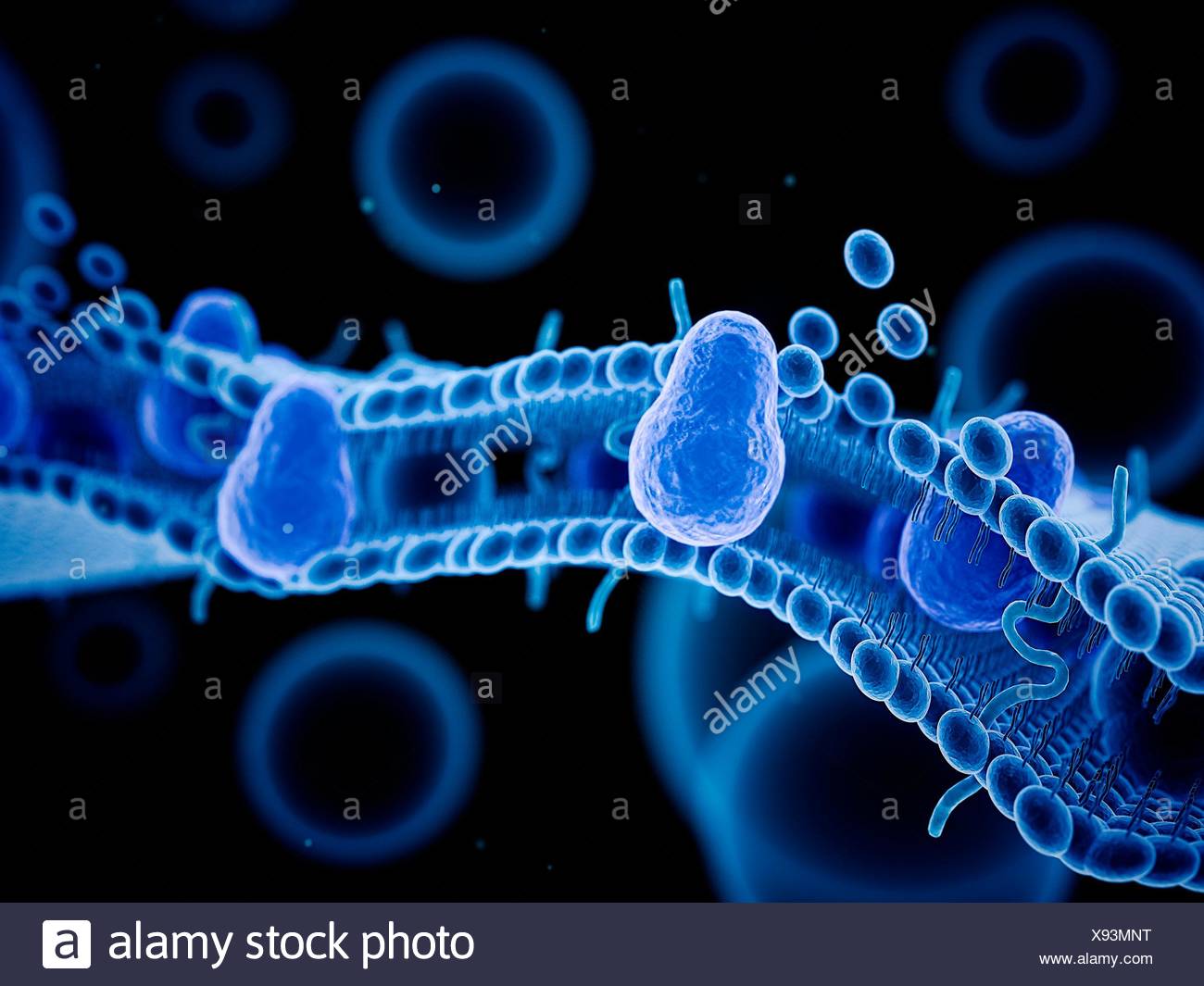 Cell Membrane High Resolution Stock Photography and Images - Alamy