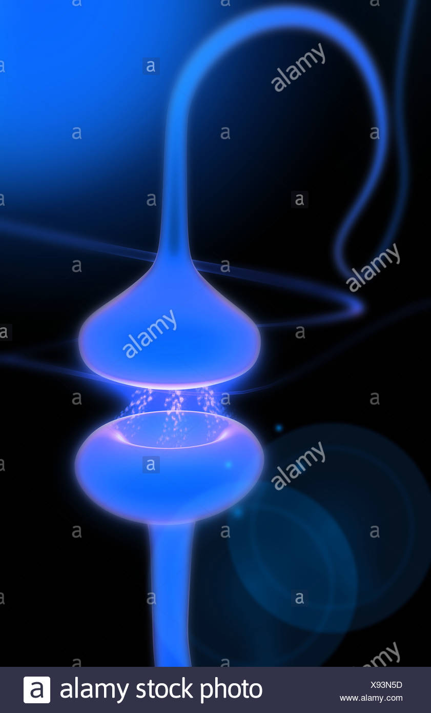Synaptic Cleft High Resolution Stock Photography and Images - Alamy