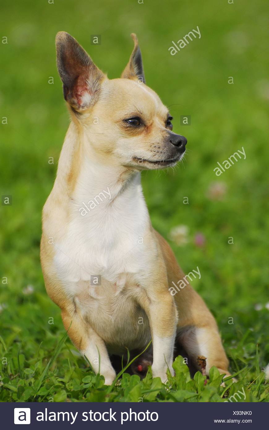 Techichi Stock Photos & Techichi Stock Images - Alamy