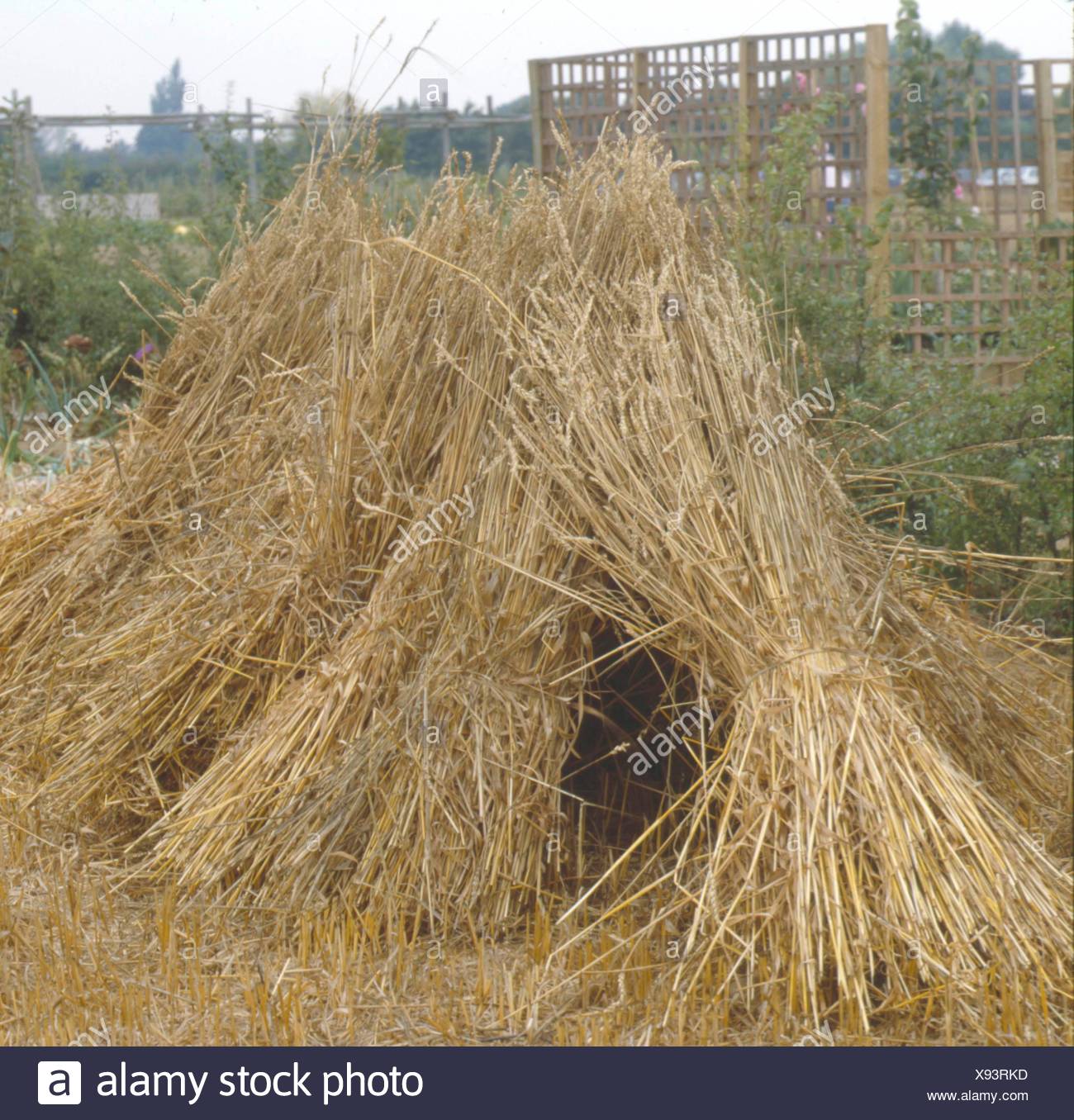 Sheaves Of Corn Stock Photos & Sheaves Of Corn Stock Images - Alamy