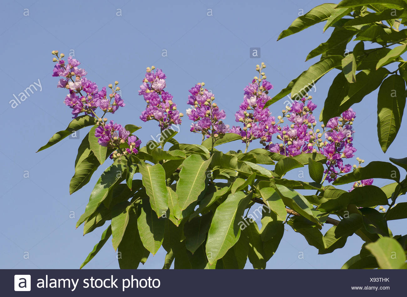 Giant Crape Myrtle High Resolution Stock Photography and Images - Alamy