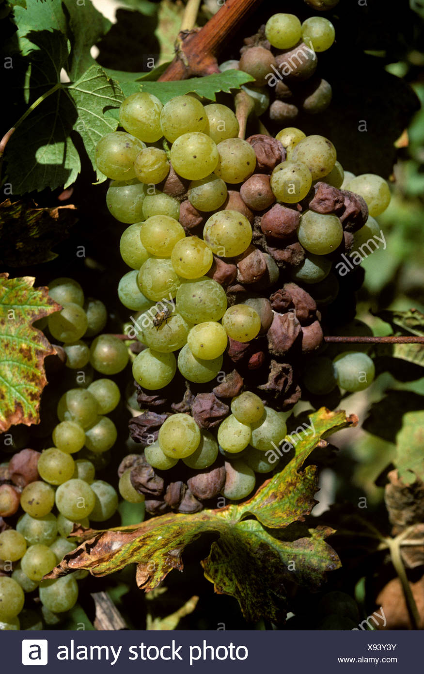 Botrytis Cinerea Grapes High Resolution Stock Photography and Images ...