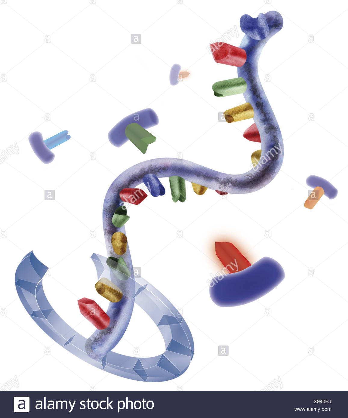 Reverse Transcriptase Stock Photos & Reverse Transcriptase Stock Images ...