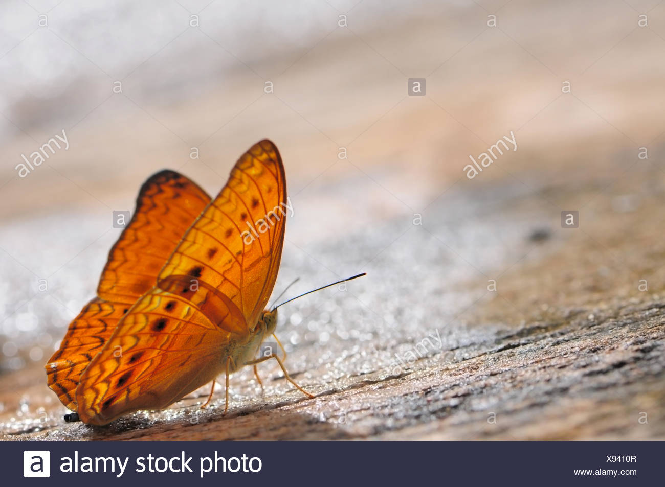Swordtail Butterfly Stock Photos & Swordtail Butterfly Stock Images - Alamy