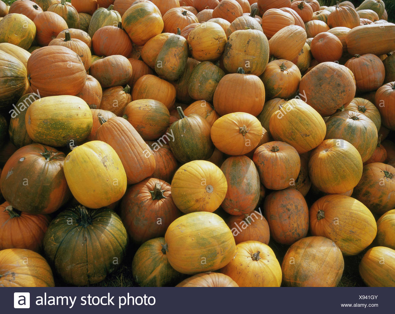 Pepo Berry Fruits Stock Photos & Pepo Berry Fruits Stock Images - Alamy