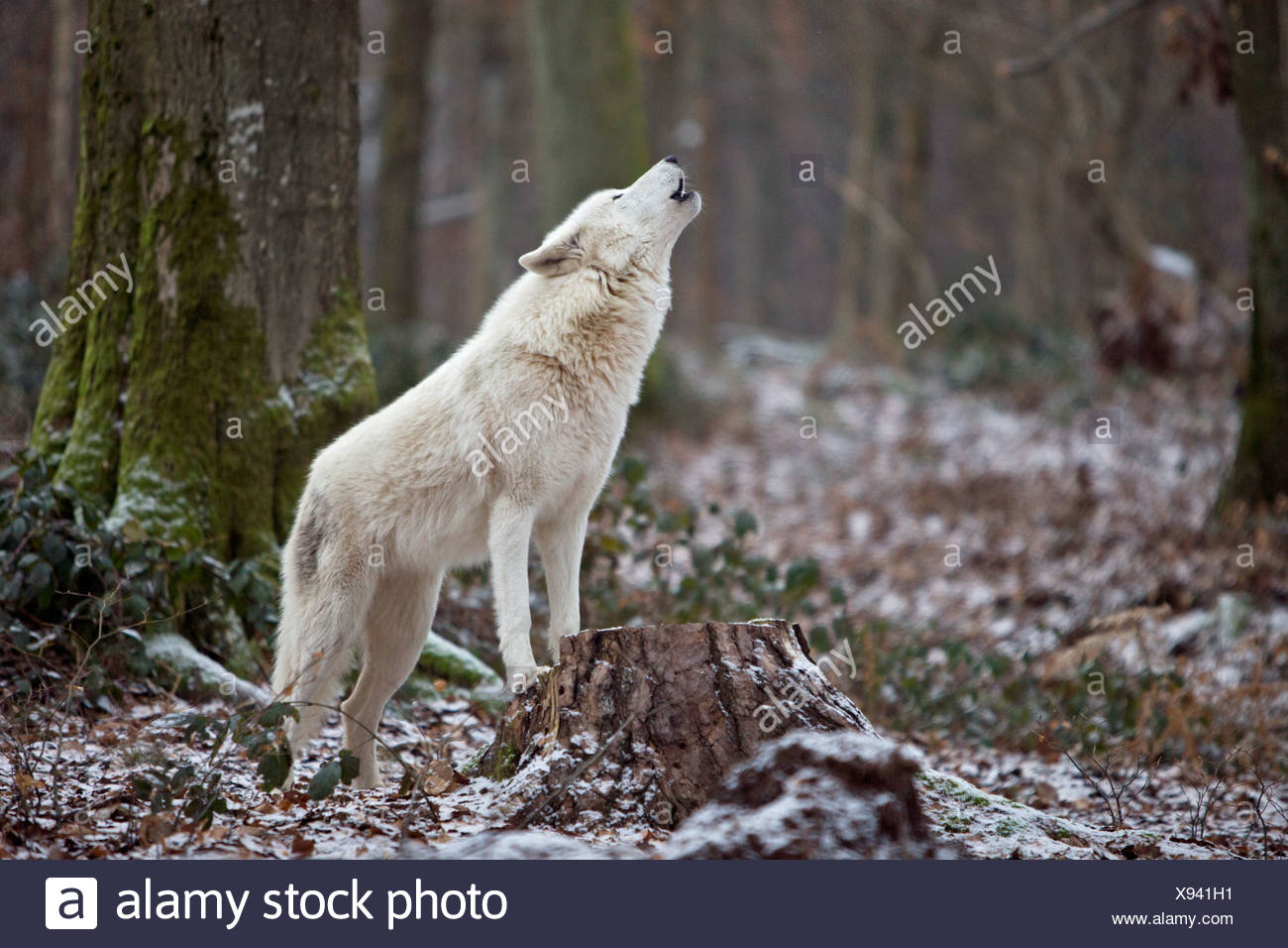 Wolves Howling Stock Photos & Wolves Howling Stock Images - Alamy