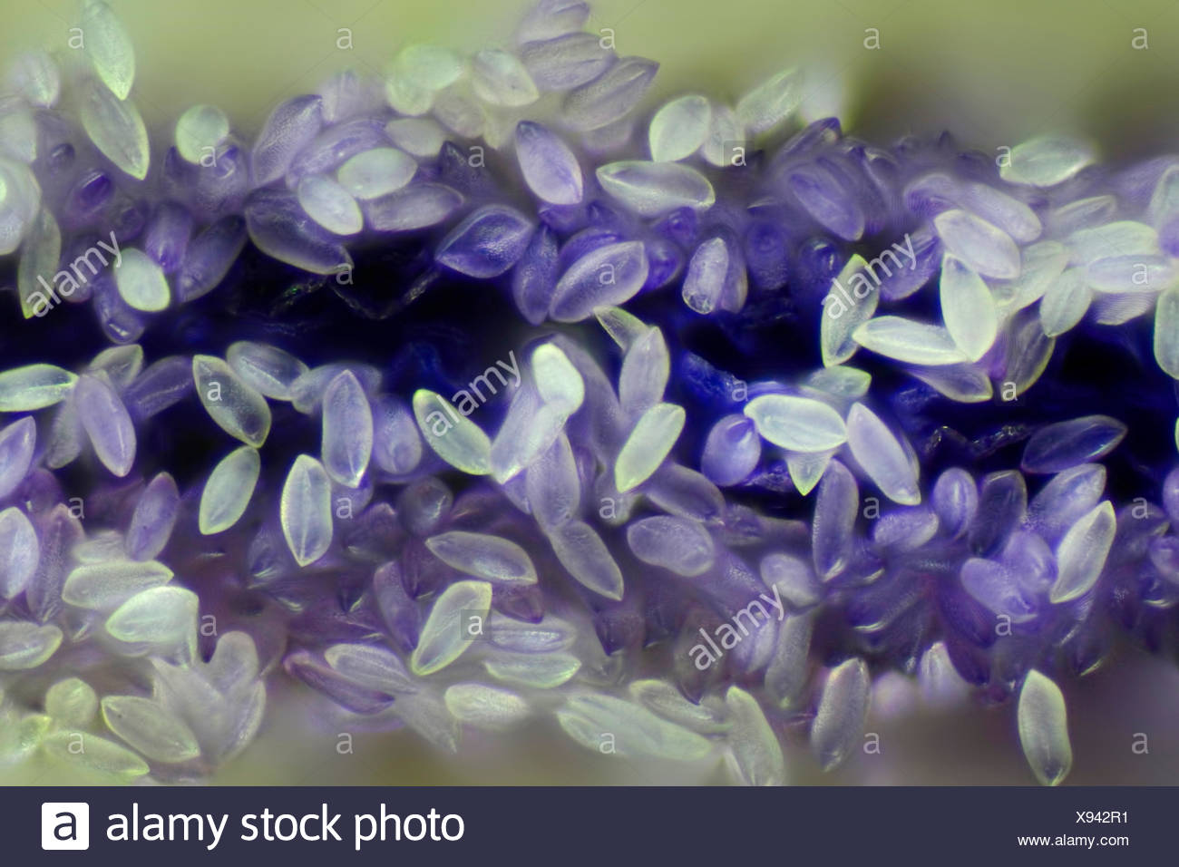 Plant Pollen Microscopic High Resolution Stock Photography and Images ...