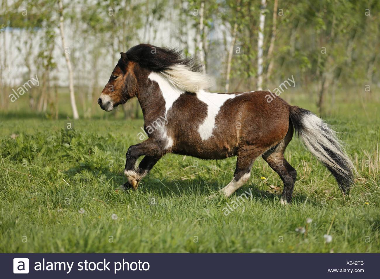 Running Shetland Pony High Resolution Stock Photography and Images - Alamy