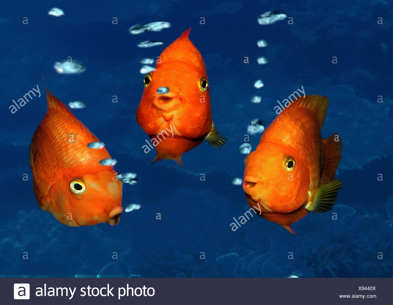 Three Fishes High Resolution Stock Photography and Images - Alamy