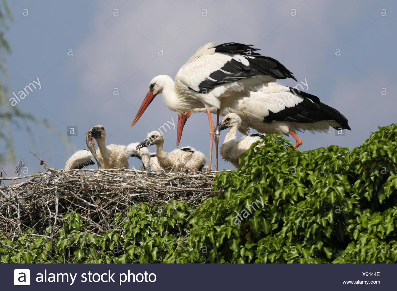 Stork Feed High Resolution Stock Photography and Images - Alamy
