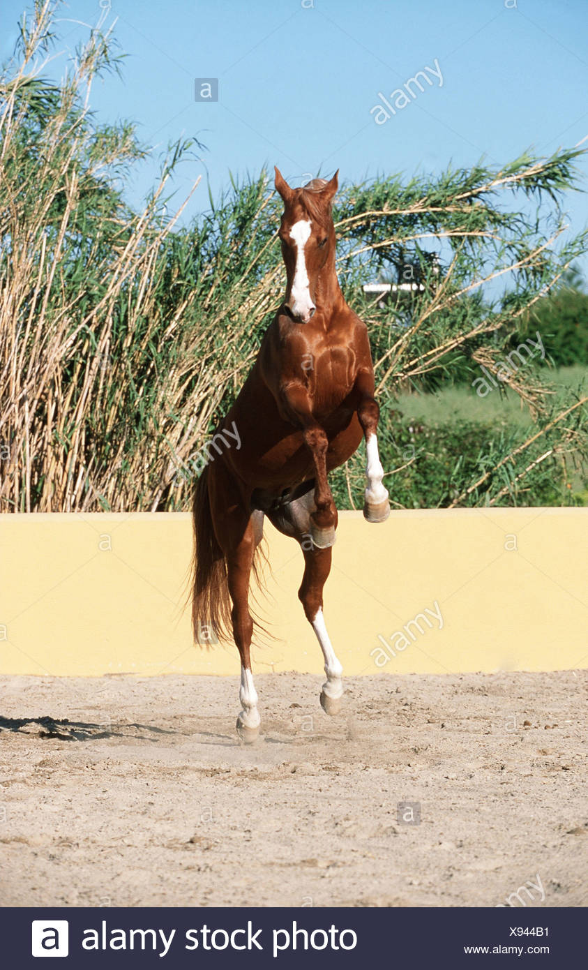 Horse Rear End High Resolution Stock Photography and Images - Alamy