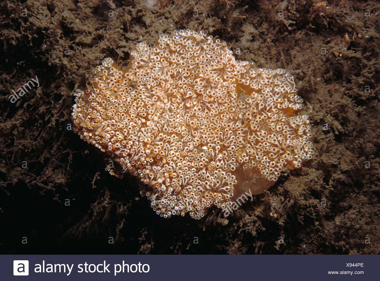 Aplidium Stock Photos & Aplidium Stock Images - Alamy