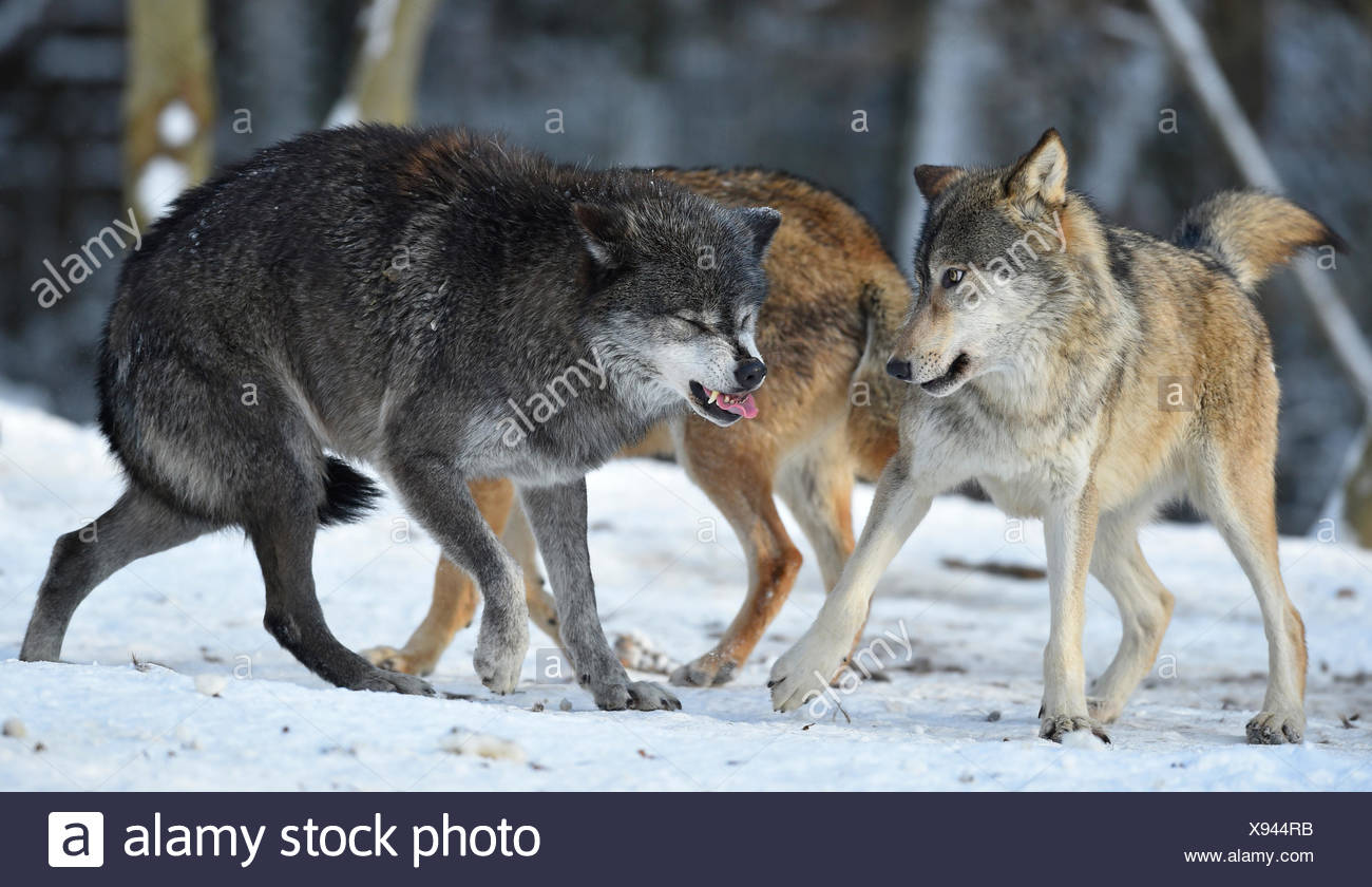 Alpha Female Stock Photos & Alpha Female Stock Images - Alamy