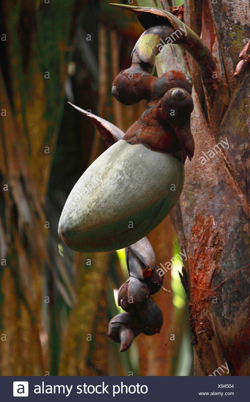 Double Coconut Lodoicea Maldivica Stock Photos & Double Coconut ...