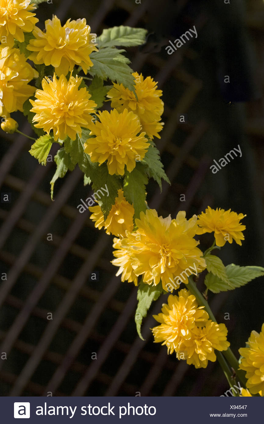 Jews Mallow Kerria Japonica High Resolution Stock Photography and ...