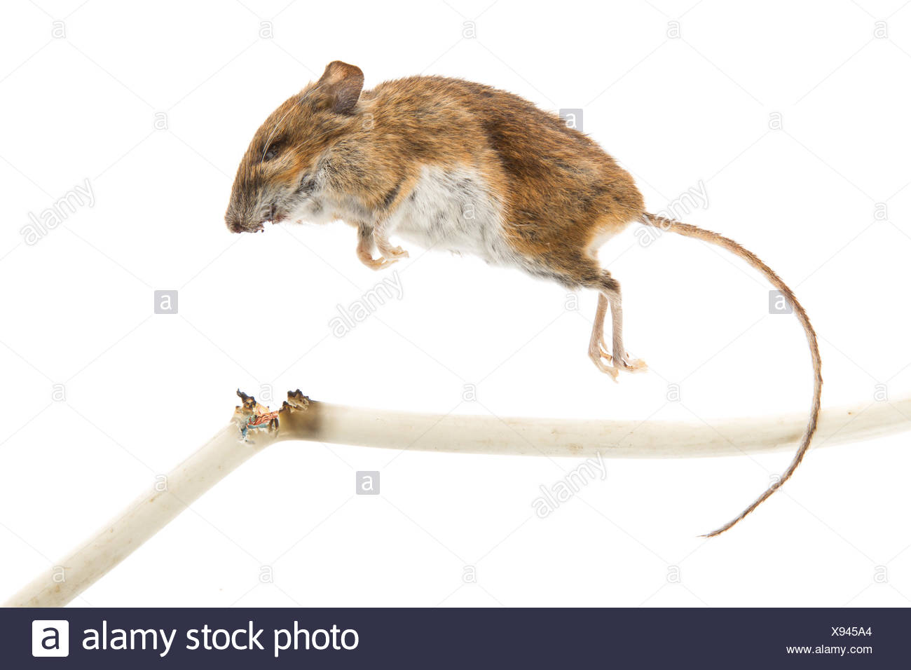 Scared Mouse Stock Photos & Scared Mouse Stock Images - Alamy