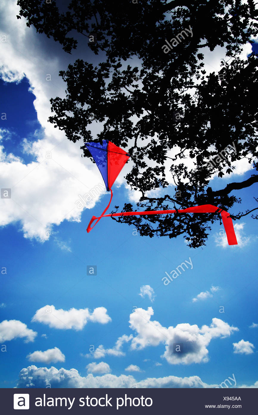 Kite Stuck In Tree High Resolution Stock Photography and Images - Alamy