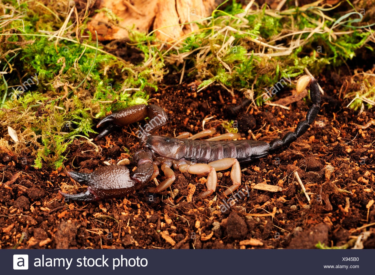 Poisonous Scorpion High Resolution Stock Photography and Images - Alamy