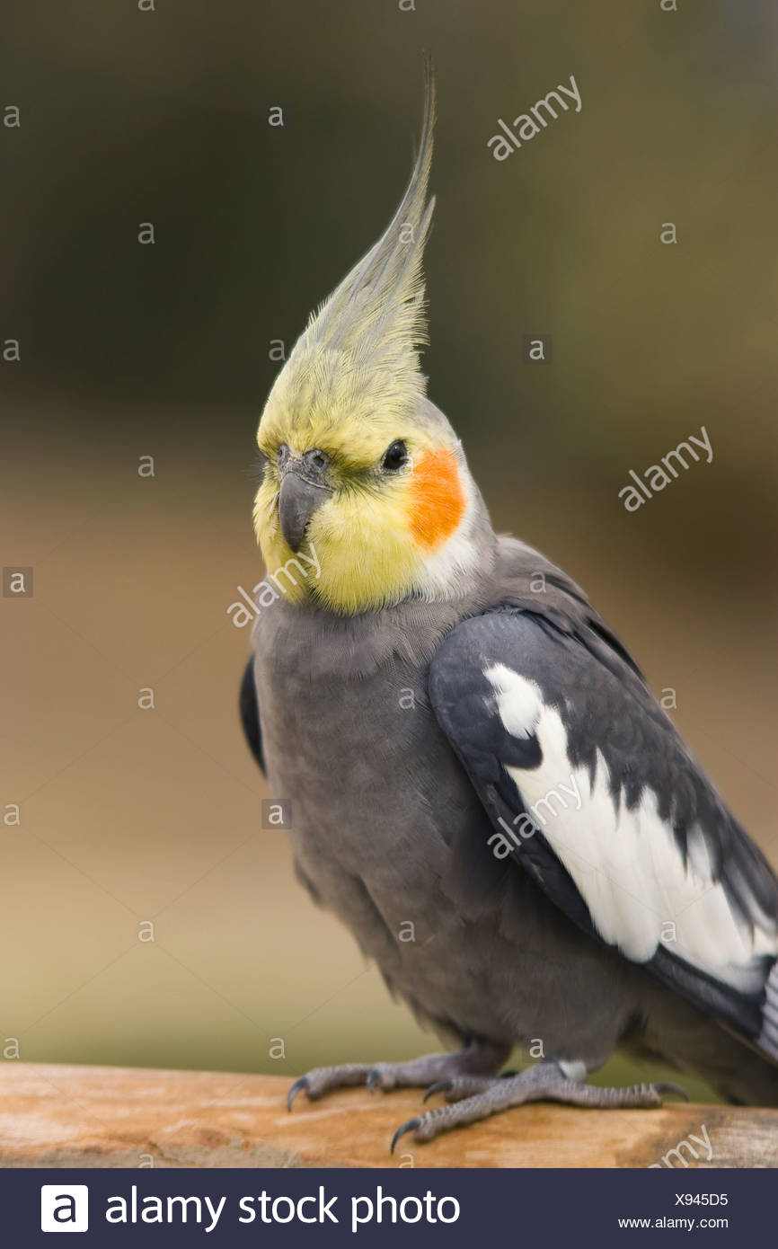 My Cockatiel High Resolution Stock Photography and Images - Alamy