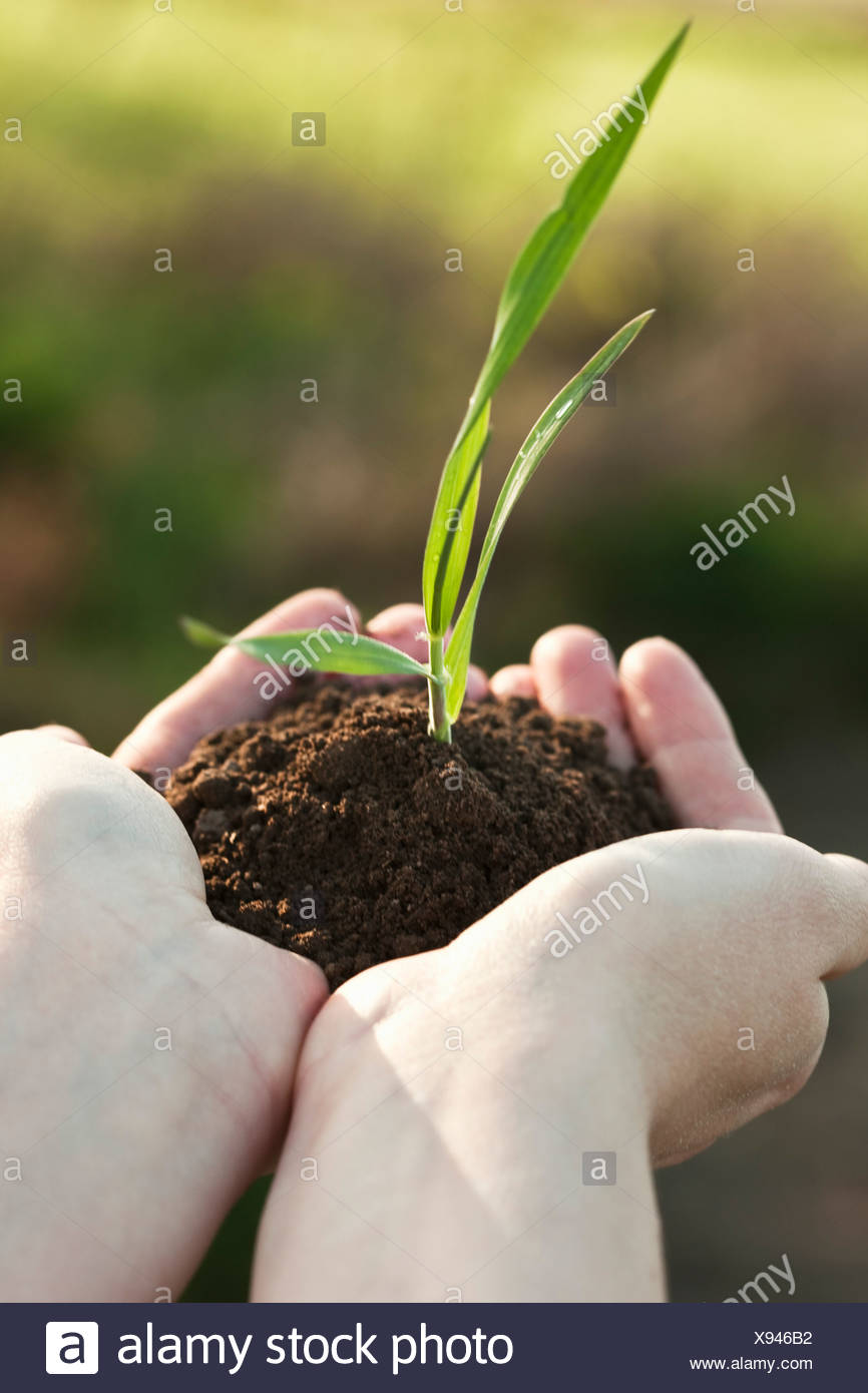 Hands Holding Soil Stock Photos & Hands Holding Soil Stock Images - Alamy