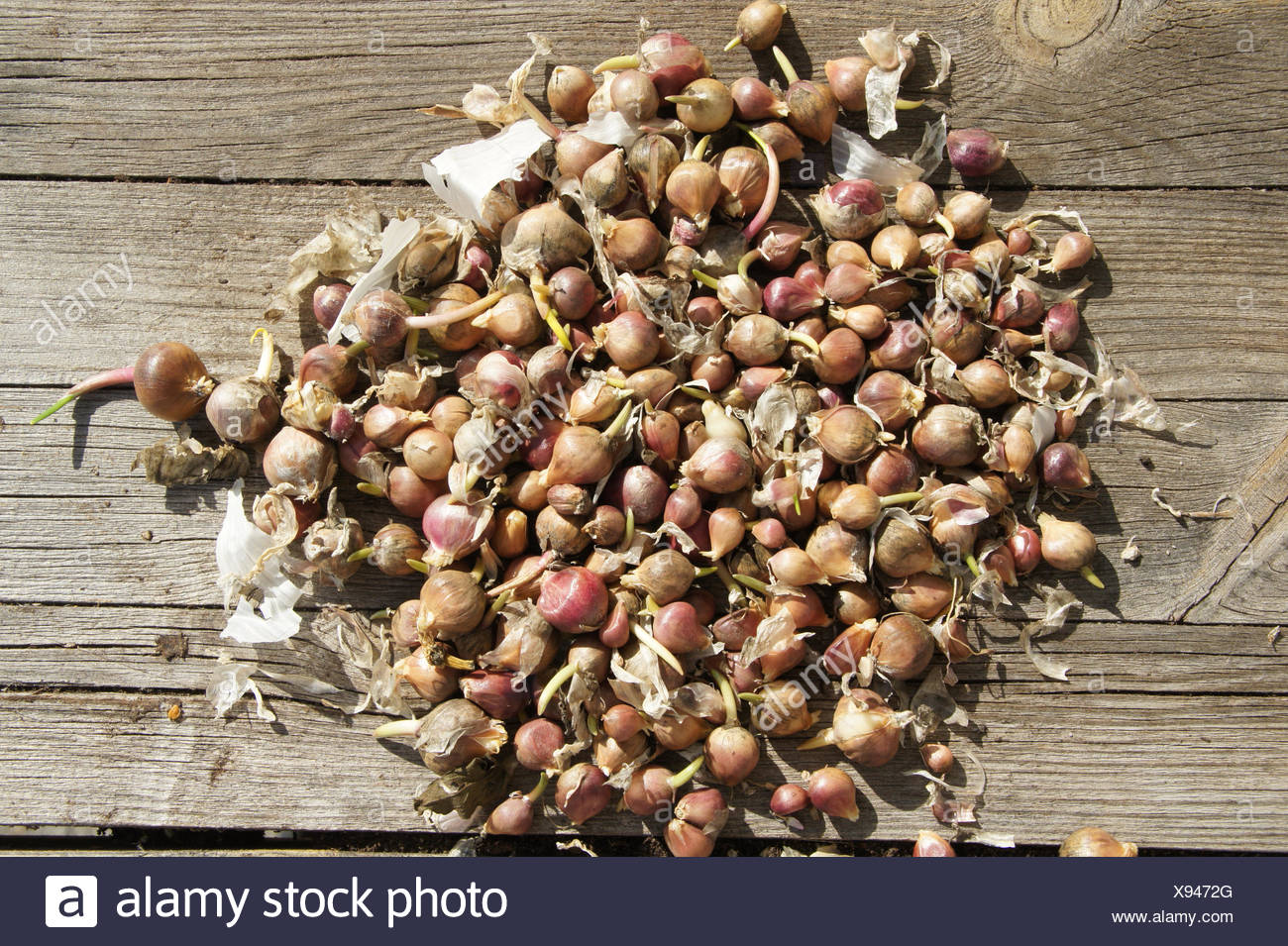 Allium Sativum Plant Plants High Resolution Stock Photography and ...