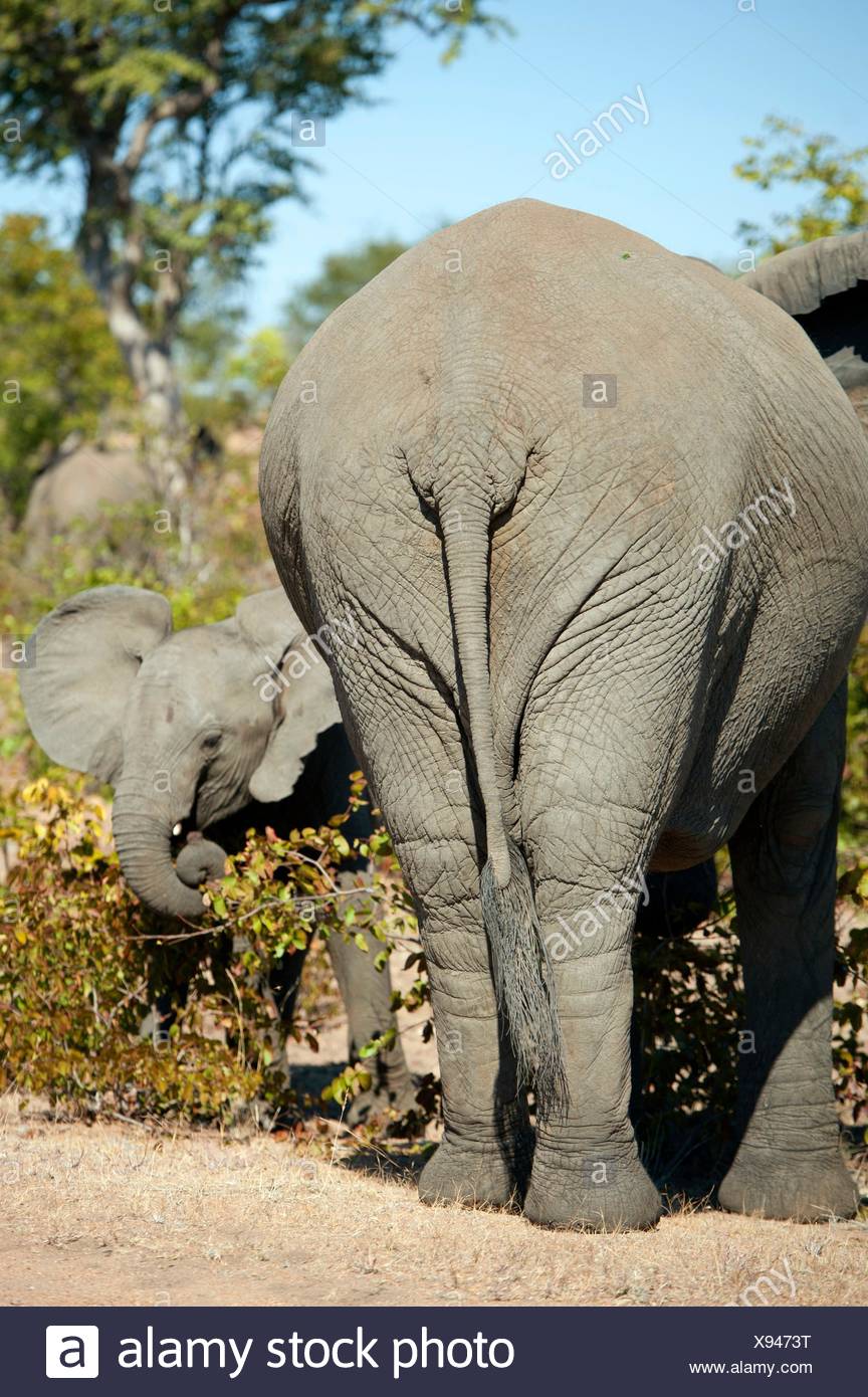 Elephants Backside High Resolution Stock Photography and Images - Alamy