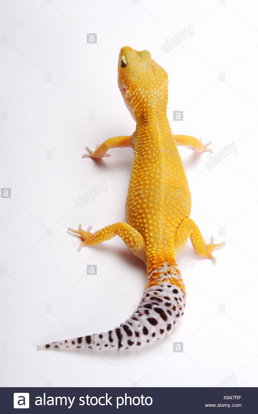 Leopard Gecko Stock Photos & Leopard Gecko Stock Images - Alamy
