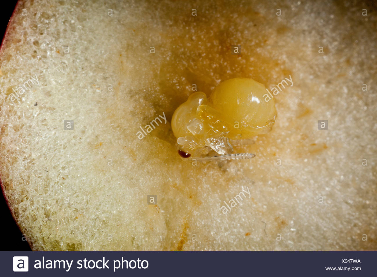Gallwasp High Resolution Stock Photography and Images - Alamy