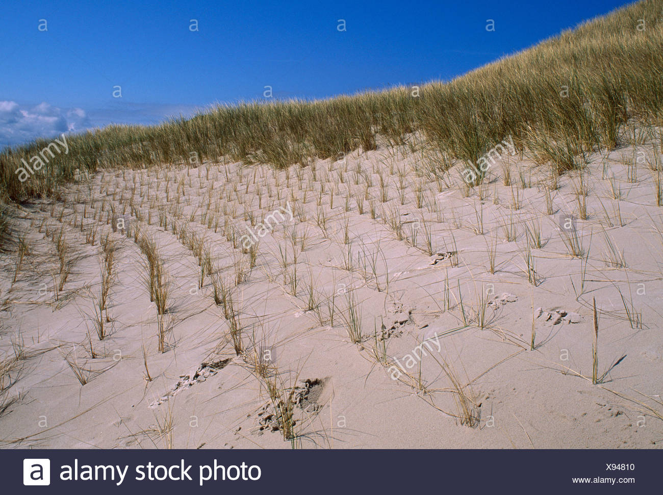 Dune Stabilisation High Resolution Stock Photography and Images - Alamy
