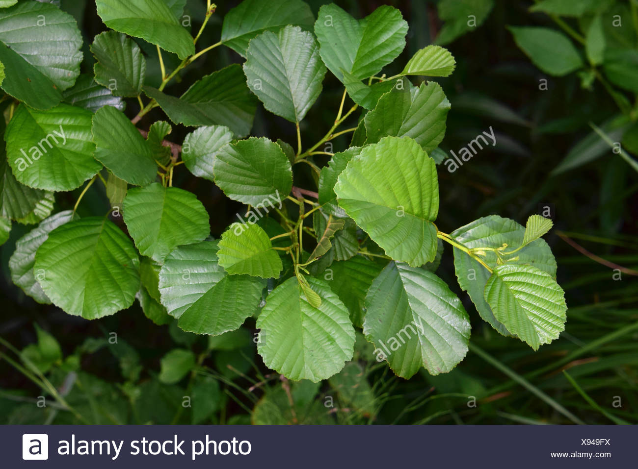 Common Alder Alnus Glutinosa Leaves High Resolution Stock Photography ...