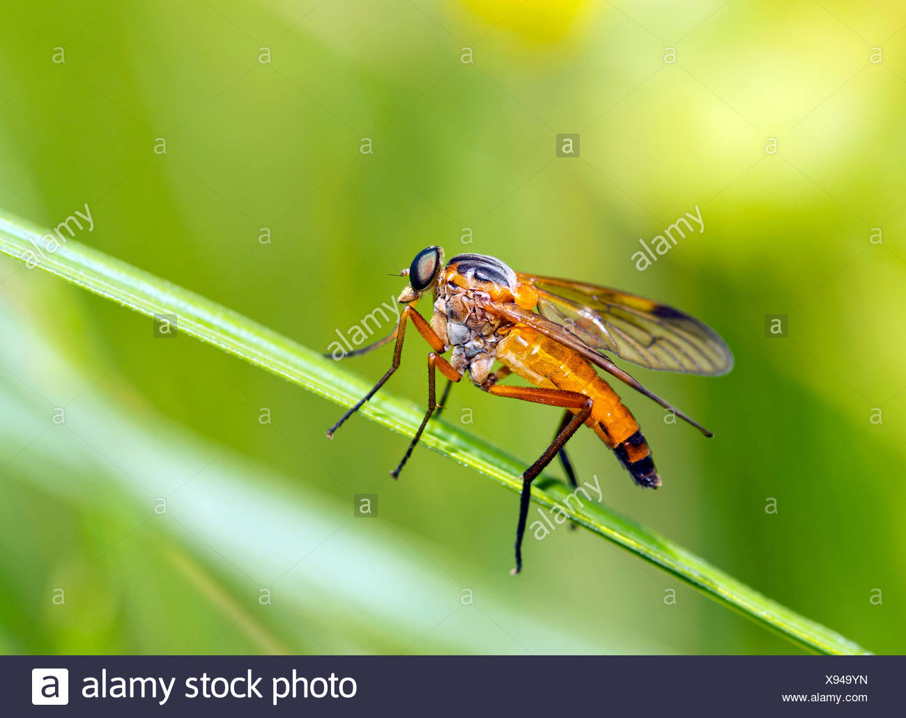 Rhagio Tringarius High Resolution Stock Photography and Images - Alamy