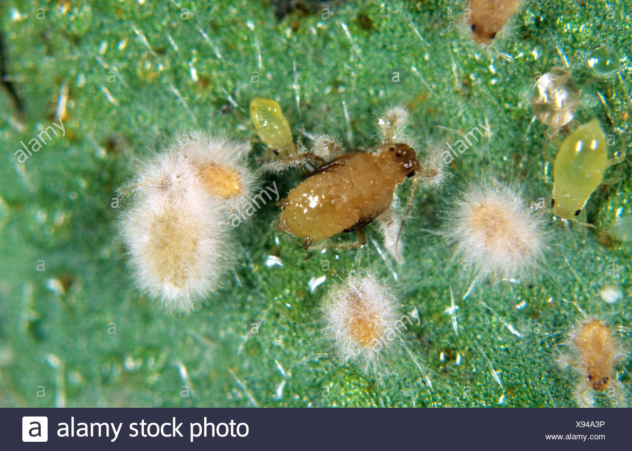 Lecanicillium Lecanii High Resolution Stock Photography and Images - Alamy