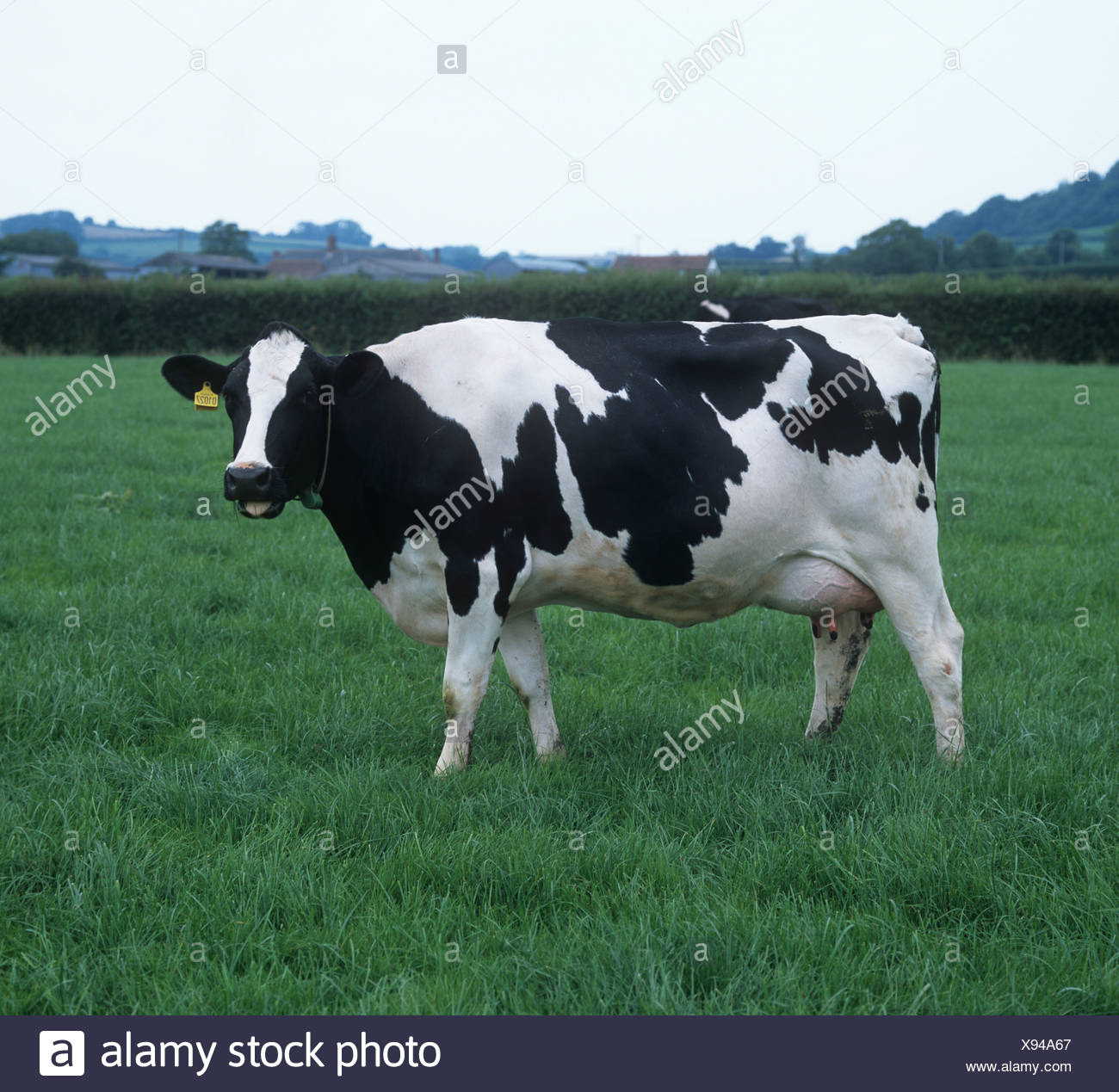 Cow Udder Stock Photos & Cow Udder Stock Images - Alamy