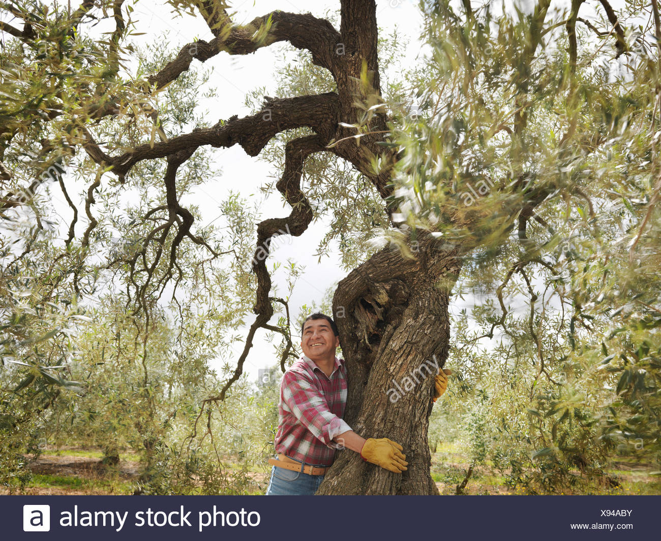 Man Hugging Olive Tree High Resolution Stock Photography and Images - Alamy