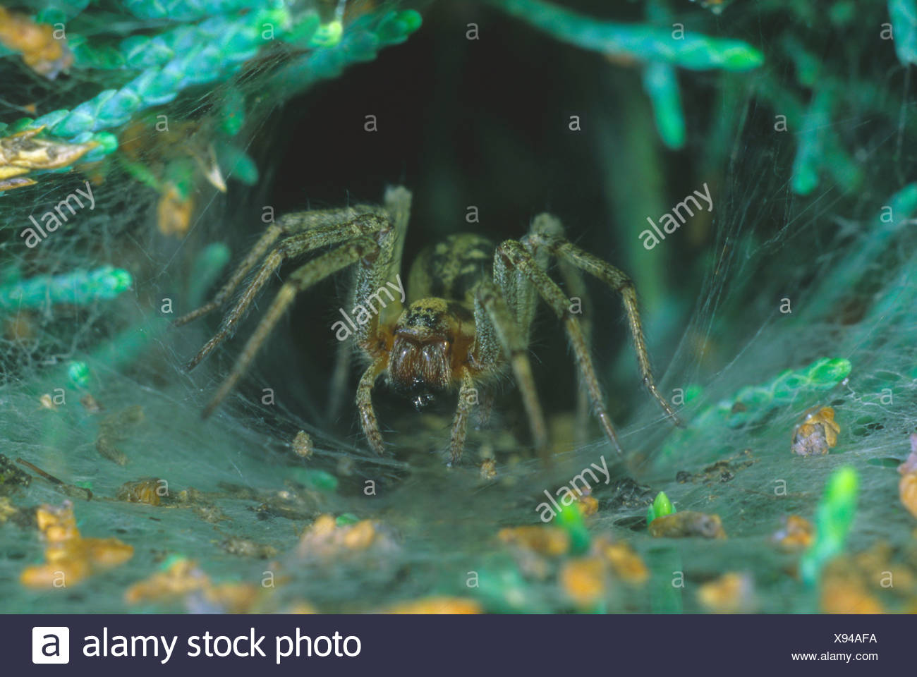 Funnel Web Spider Stock Photos & Funnel Web Spider Stock Images - Alamy