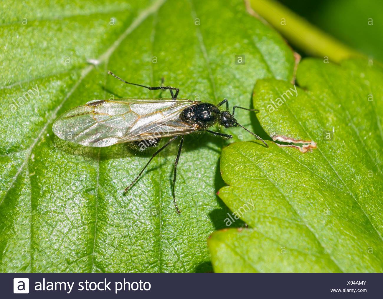 Flying Ant High Resolution Stock Photography and Images - Alamy