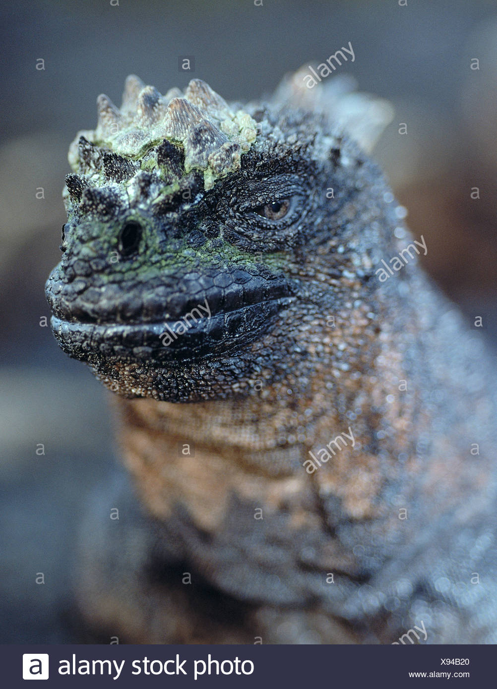 Godzilla Stock Photos & Godzilla Stock Images - Alamy