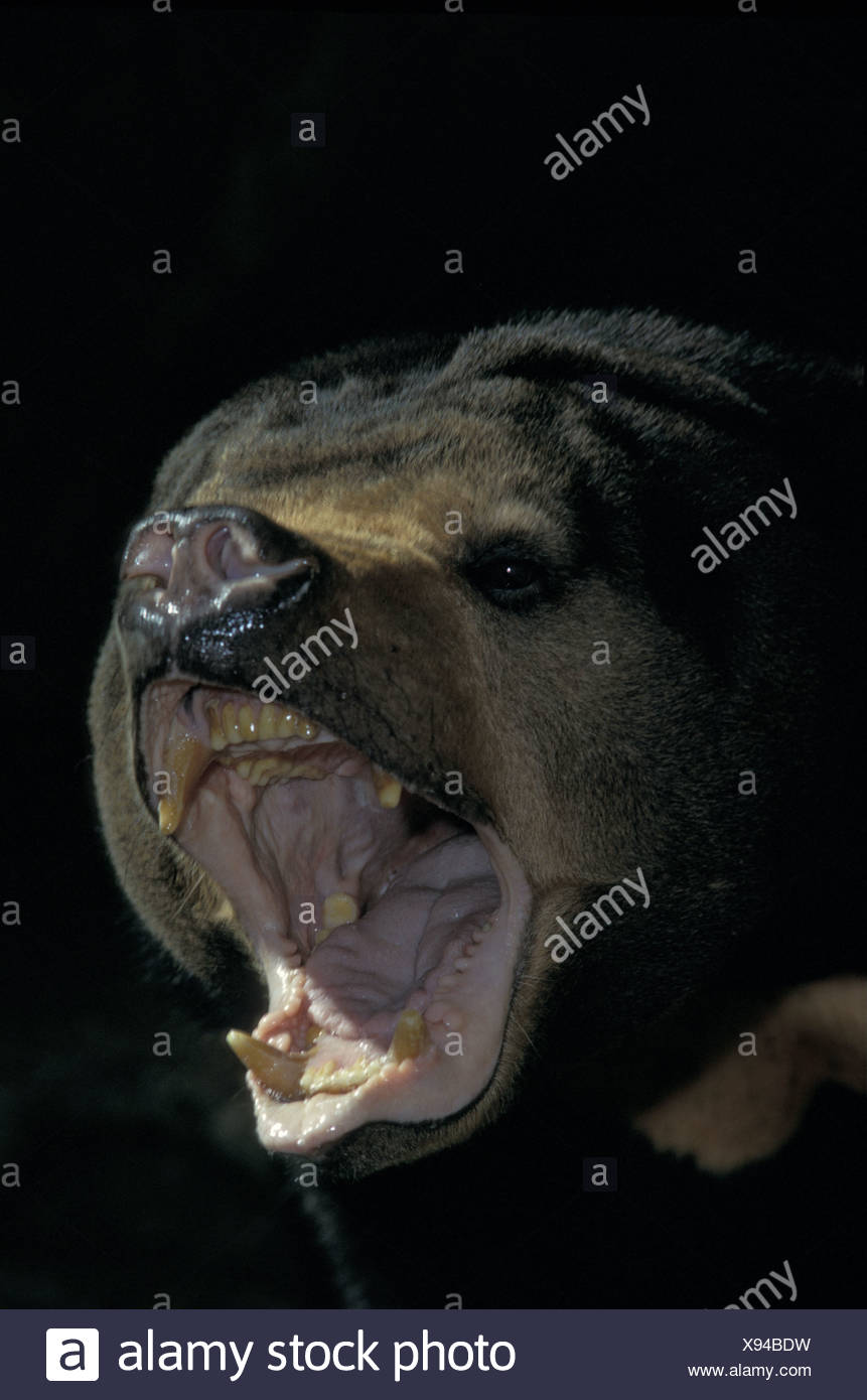 Teeth Bared High Resolution Stock Photography and Images - Alamy