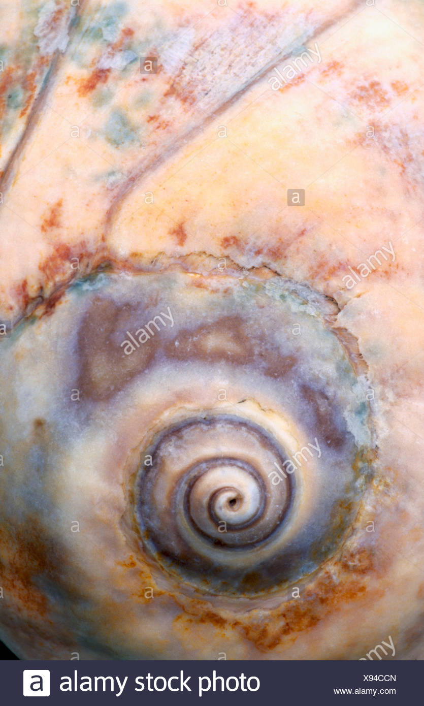 Polinices High Resolution Stock Photography and Images - Alamy