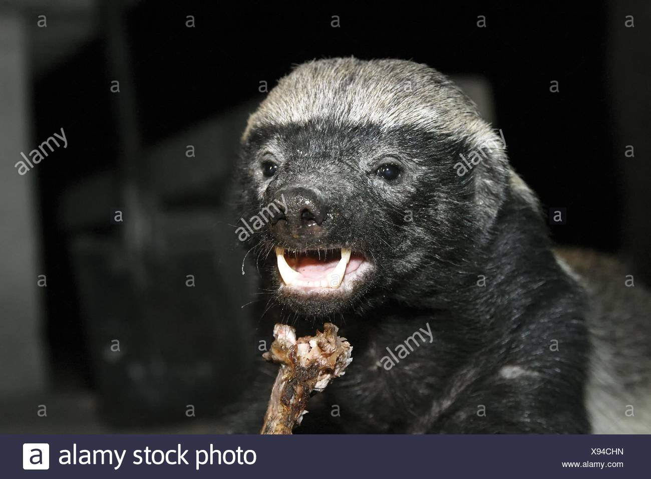 Badger Eating Stock Photos & Badger Eating Stock Images - Alamy