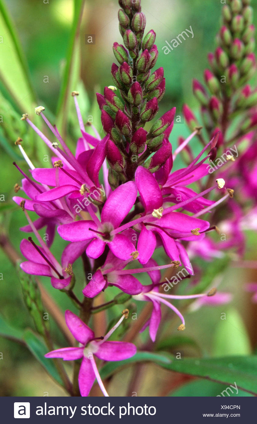 Hebe Wiri Charm High Resolution Stock Photography and Images - Alamy