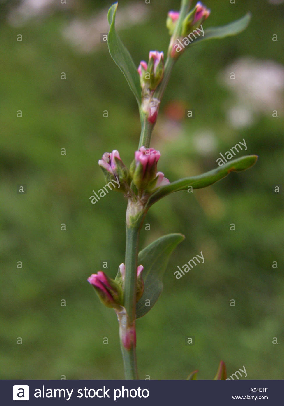 German Knotgrass High Resolution Stock Photography and Images - Alamy