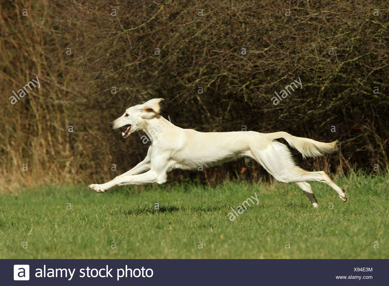 Salukis Stock Photos & Salukis Stock Images - Alamy