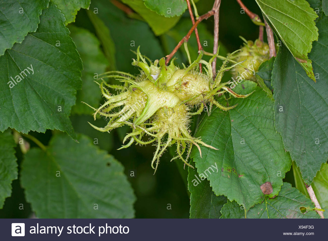 Turkish Hazel Corylus Colurna High Resolution Stock Photography and ...