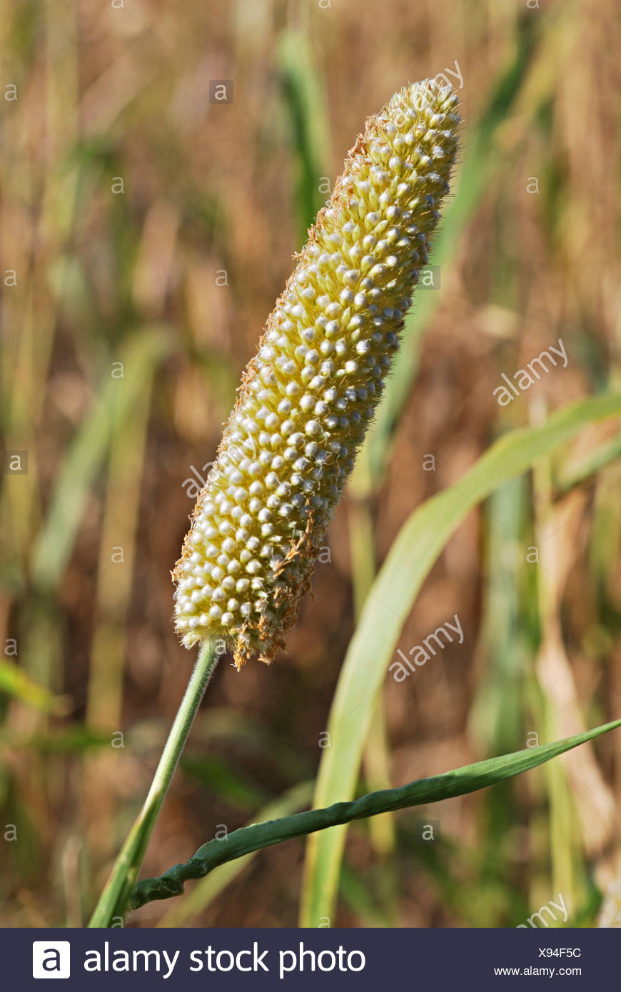 Bajra Plant High Resolution Stock Photography and Images - Alamy