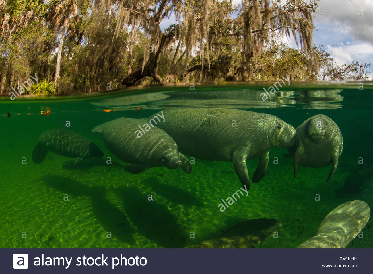 Manatees Group Stock Photos & Manatees Group Stock Images - Alamy